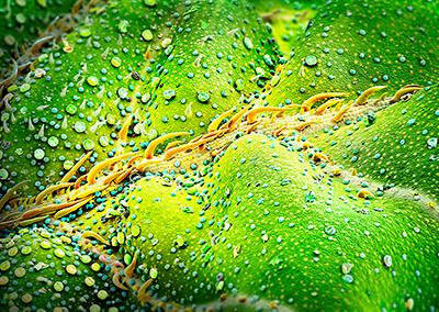 Microscopic Photography Art