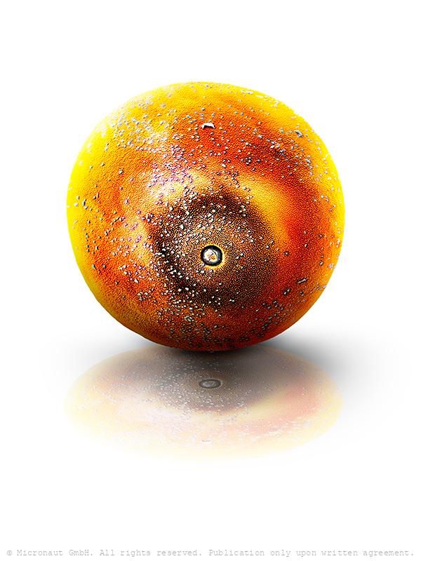 New Images | Micronaut: The fine art of microscopy by science ...