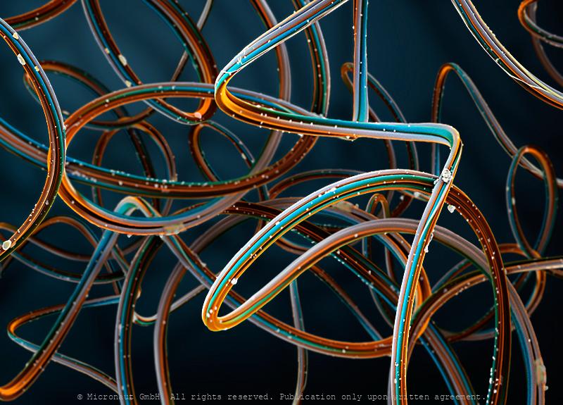 Microcosm I (animals) | Micronaut: The fine art of microscopy by ...