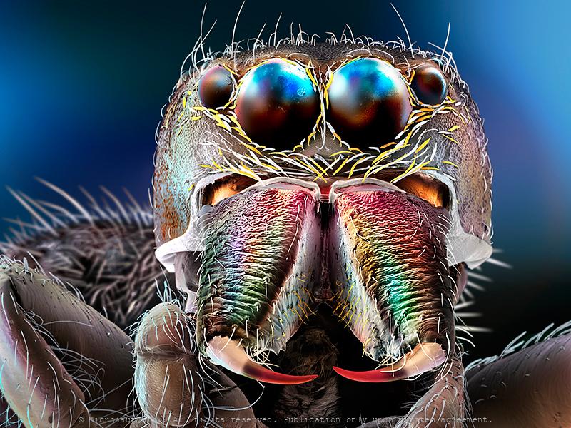 Microcosm I (animals) | Micronaut: The fine art of microscopy by ...