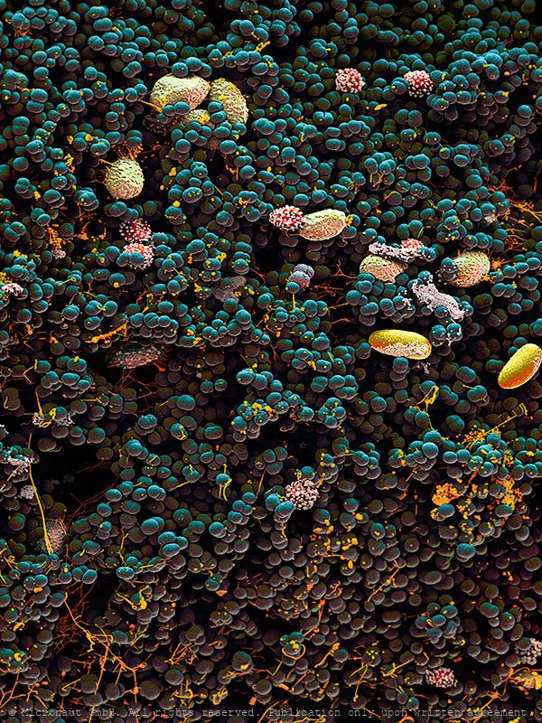 Chasing Microbes | Micronaut: The fine art of microscopy by science ...