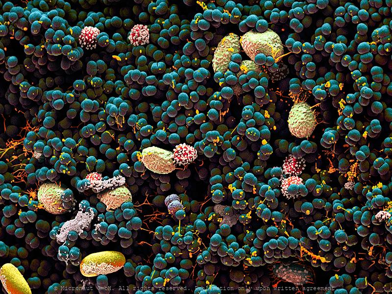 Chasing Microbes | Micronaut: The fine art of microscopy by science ...