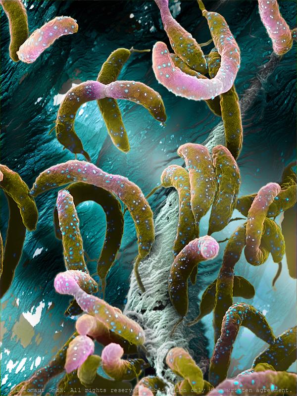 Science | Micronaut: The fine art of microscopy by science photographer ...