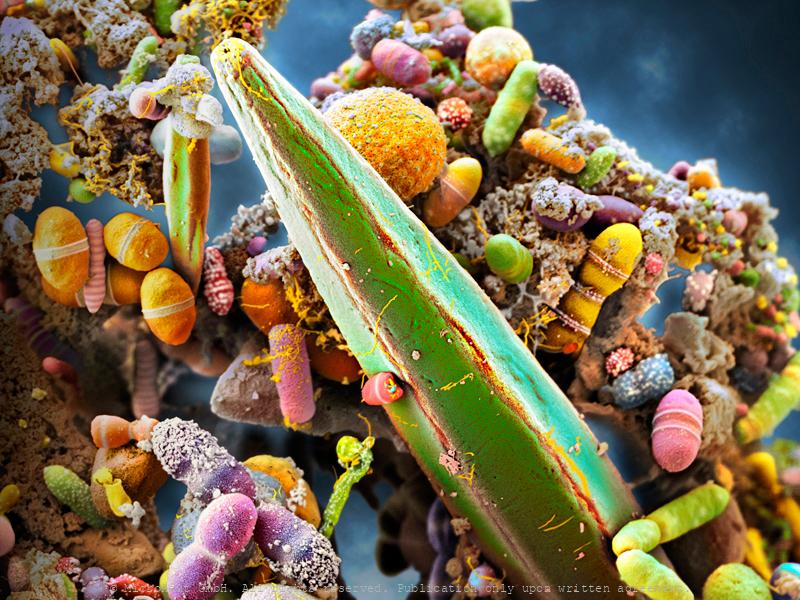 Science | Micronaut: The fine art of microscopy by science photographer ...