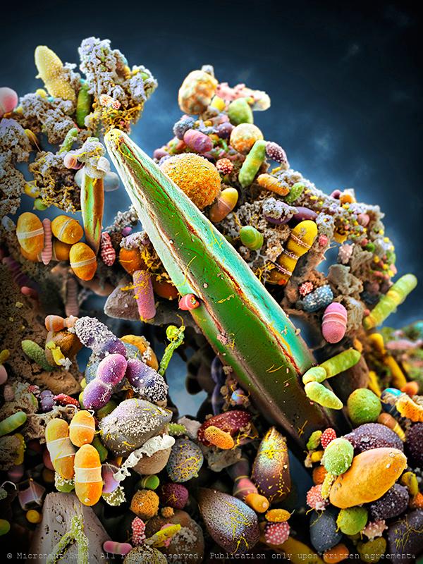 Chasing Microbes | Micronaut: The fine art of microscopy by science ...