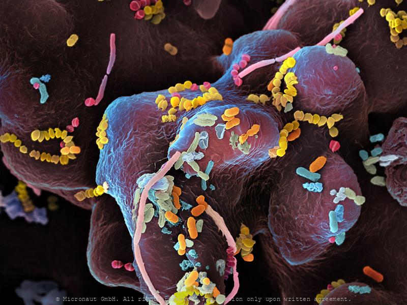 Chasing Microbes | Micronaut: The fine art of microscopy by science ...