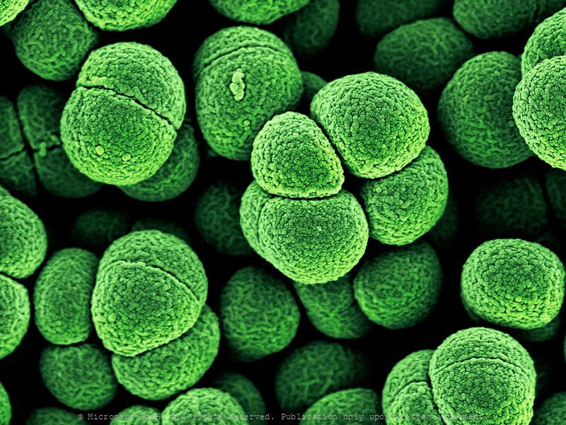 Chasing Microbes | Micronaut: The fine art of microscopy by science ...