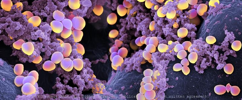 Chasing Microbes | Micronaut: The fine art of microscopy by science ...