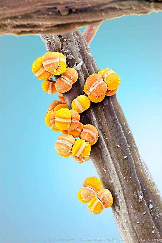 New Images | Micronaut: The fine art of microscopy by science ...