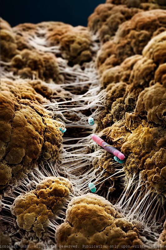 Chasing Microbes | Micronaut: The fine art of microscopy by science ...