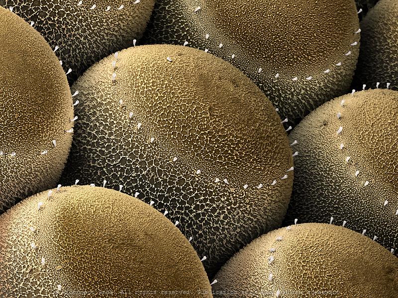 Butterfly Eggs | Micronaut: The fine art of microscopy by science ...