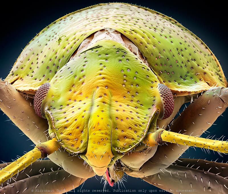 Vision | Micronaut: The fine art of microscopy by science photographer ...