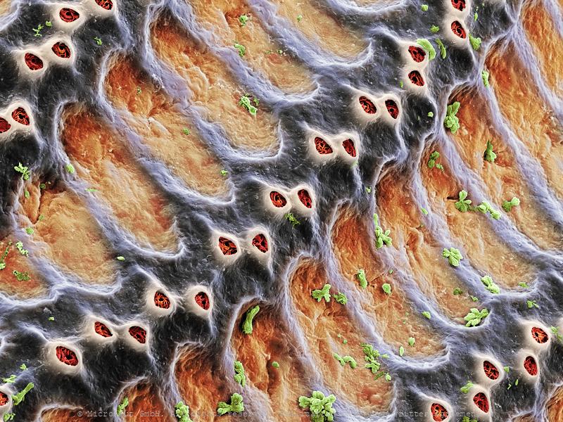 Butterfly Eggs | Micronaut: The fine art of microscopy by science ...