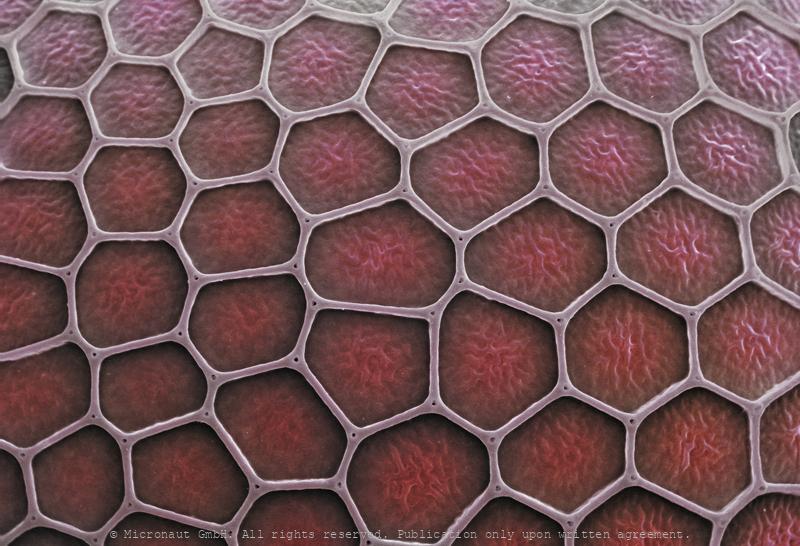 Butterfly Eggs | Micronaut: The fine art of microscopy by science ...