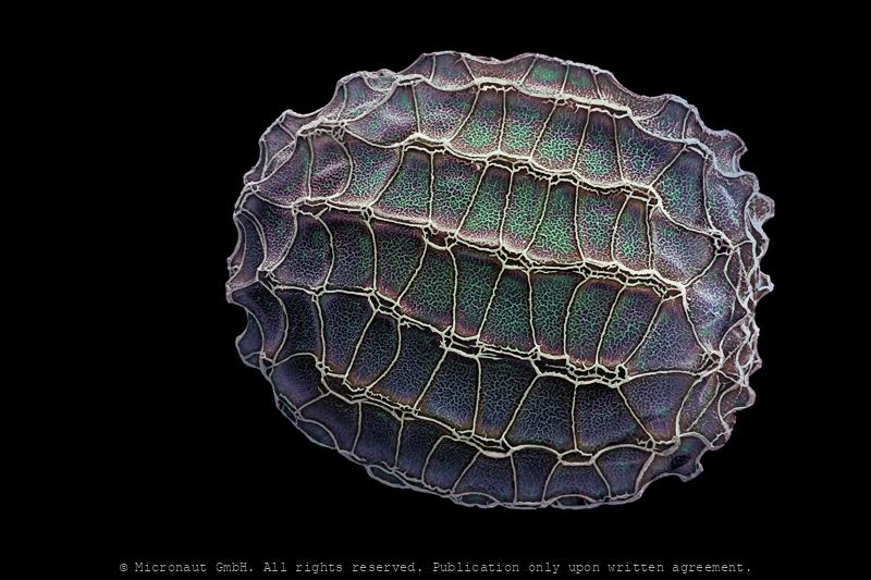 Butterfly Eggs | Micronaut: The fine art of microscopy by science ...