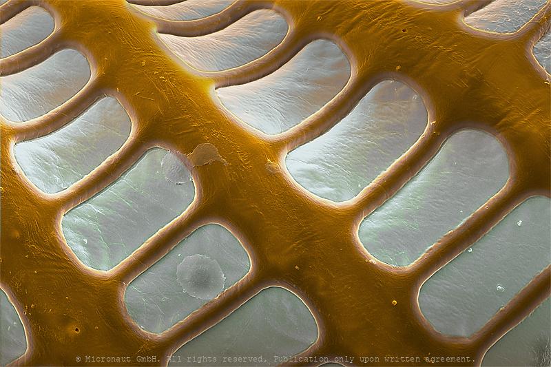 Butterfly Eggs | Micronaut: The fine art of microscopy by science ...
