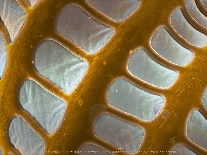 Butterfly Eggs | Micronaut: The fine art of microscopy by science ...