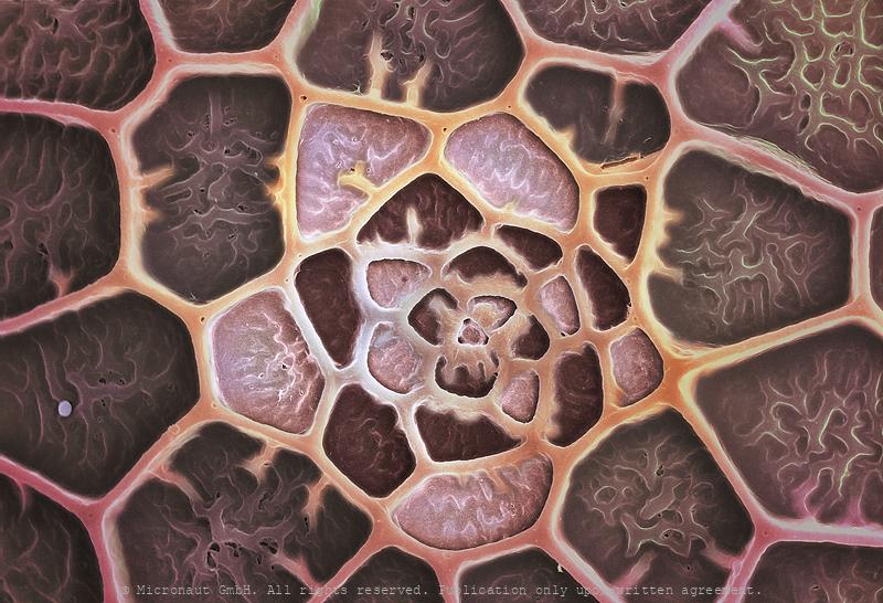 Butterfly Eggs | Micronaut: The fine art of microscopy by science ...