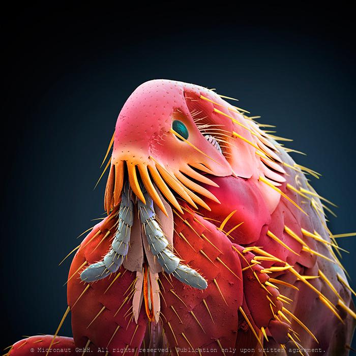 Microcosm I (animals) | Micronaut: The fine art of microscopy by ...