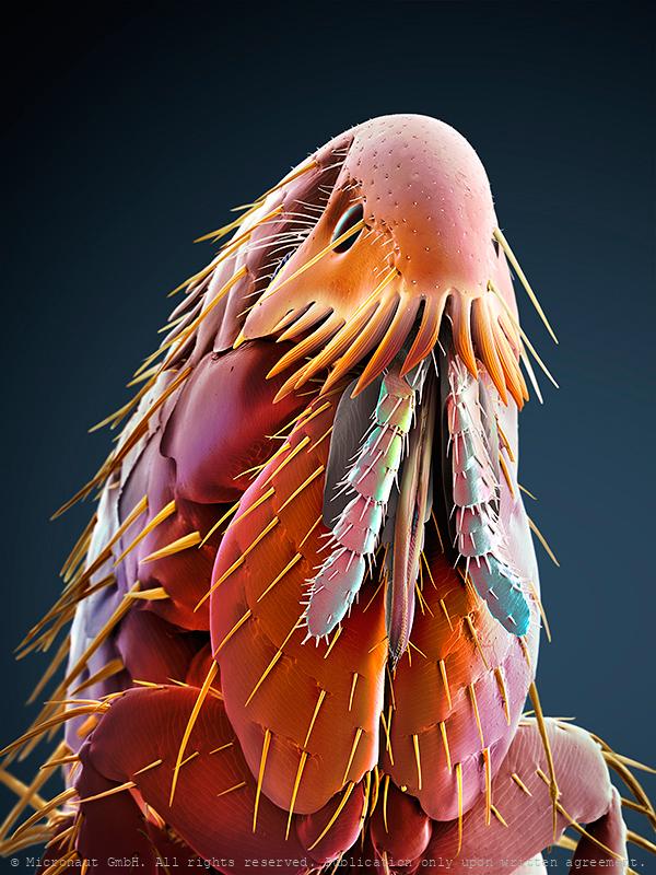 Lethal Weapons | Micronaut: The fine art of microscopy by science ...