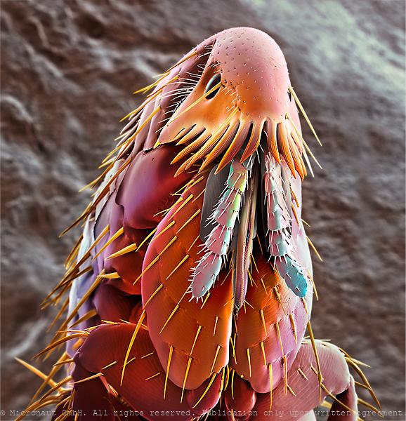 Microcosm I (animals) | Micronaut: The fine art of microscopy by ...