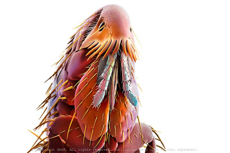 Microcosm I (animals) | Micronaut: The fine art of microscopy by ...