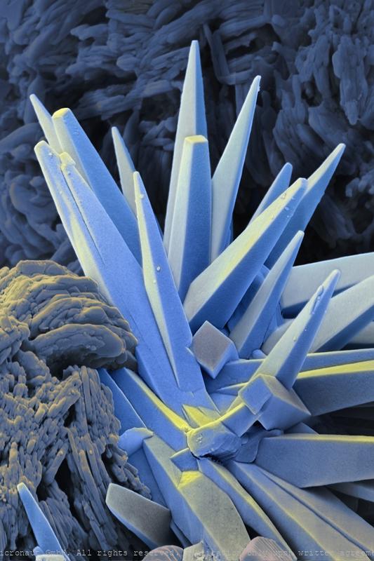 Science | Micronaut: The fine art of microscopy by science photographer ...