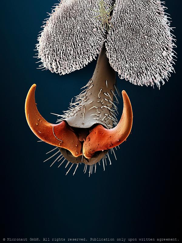 Microcosm I (animals) | Micronaut: The fine art of microscopy by ...