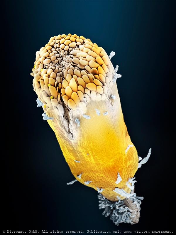 Microcosm II (plants & fungi) | Micronaut: The fine art of microscopy ...