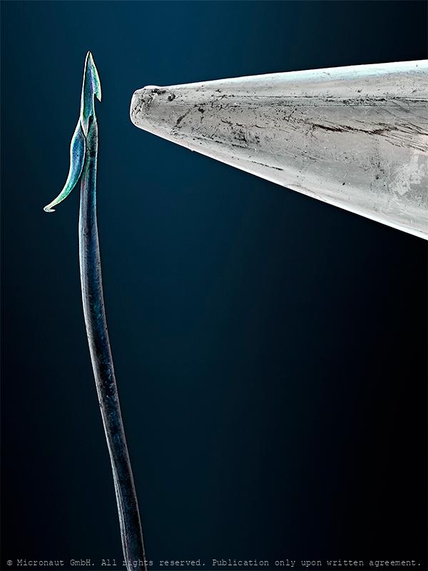 Lethal Weapons | Micronaut: The fine art of microscopy by science ...