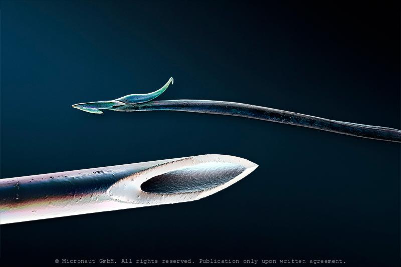 Lethal Weapons | Micronaut: The fine art of microscopy by science ...