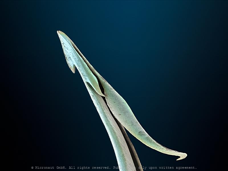 Lethal Weapons | Micronaut: The fine art of microscopy by science ...