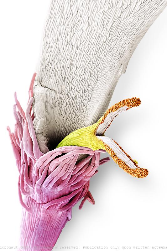 Microcosm II (plants & fungi) | Micronaut: The fine art of microscopy ...