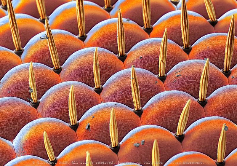 Vision | Micronaut: The fine art of microscopy by science photographer ...