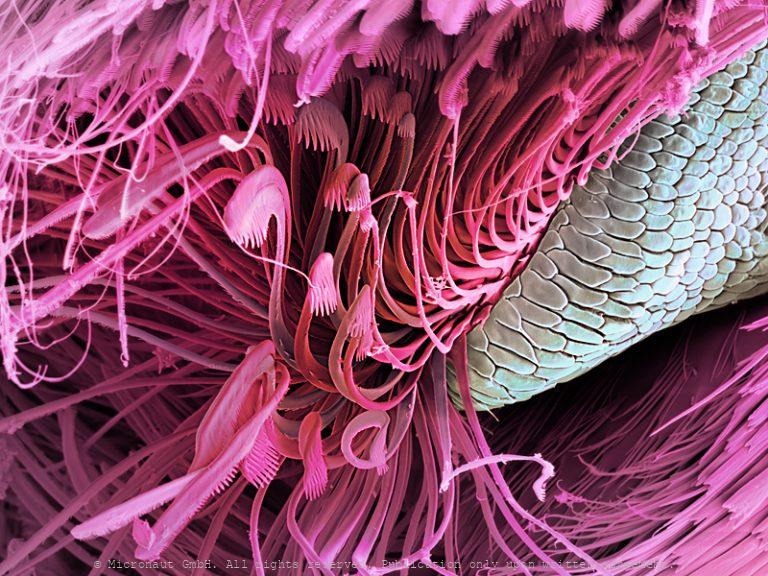 Scanning electron microscope image of mosquito larva (family Culicidae ...