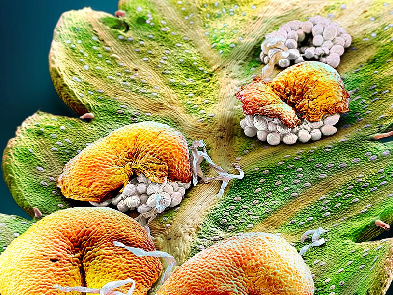 Microcosm II (plants & fungi) | Micronaut: The fine art of microscopy ...