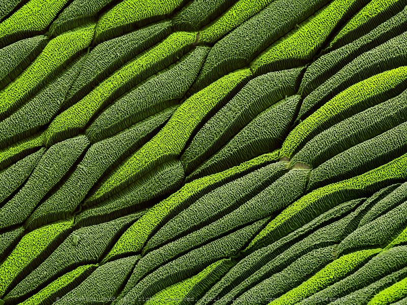 Microcosm II (plants & fungi) | Micronaut: The fine art of microscopy ...