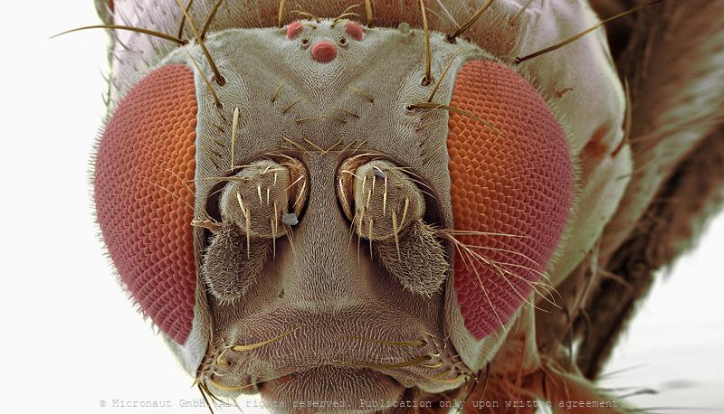 Microcosm I (animals) | Micronaut: The fine art of microscopy by ...