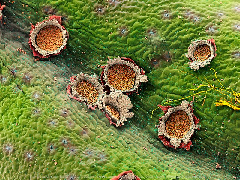 Microcosm II (plants & fungi) | Micronaut: The fine art of microscopy ...