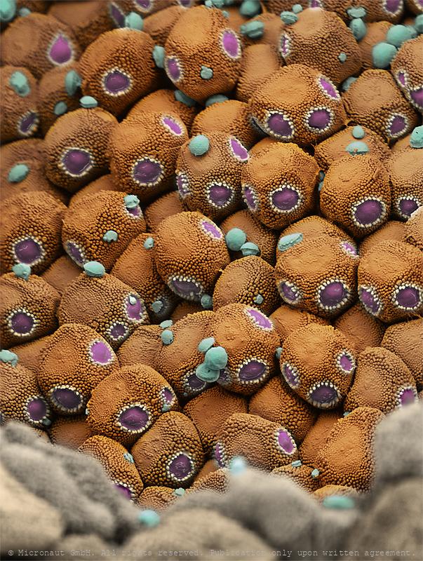 Microcosm II (plants & fungi) | Micronaut: The fine art of microscopy ...