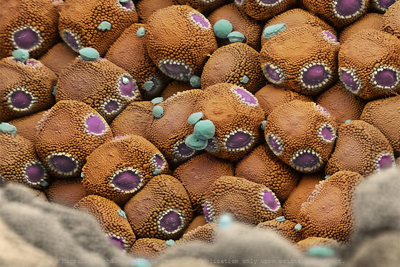 Microcosm II (plants & fungi) | Micronaut: The fine art of microscopy ...