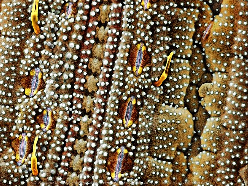 Microcosm II (plants & fungi) | Micronaut: The fine art of microscopy ...