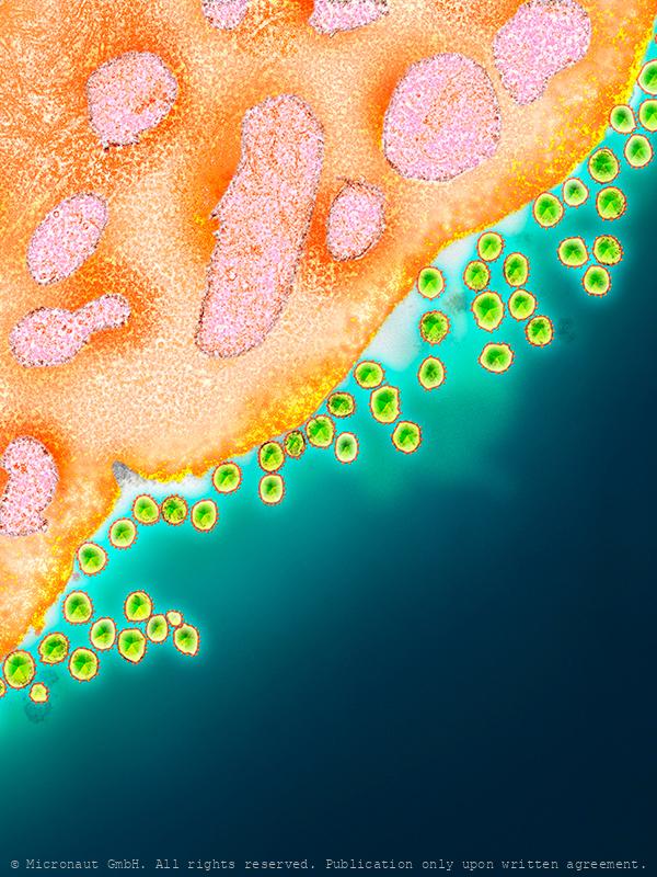 Cell Wars | Micronaut: The fine art of microscopy by science ...