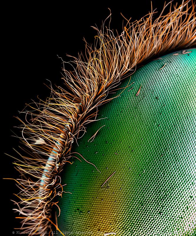 Vision | Micronaut: The fine art of microscopy by science photographer ...