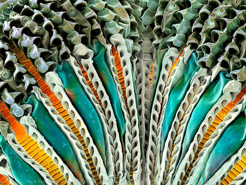 Microcosm I (animals) | Micronaut: The fine art of microscopy by ...