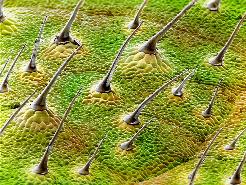 Microcosm II (plants & fungi) | Micronaut: The fine art of microscopy ...