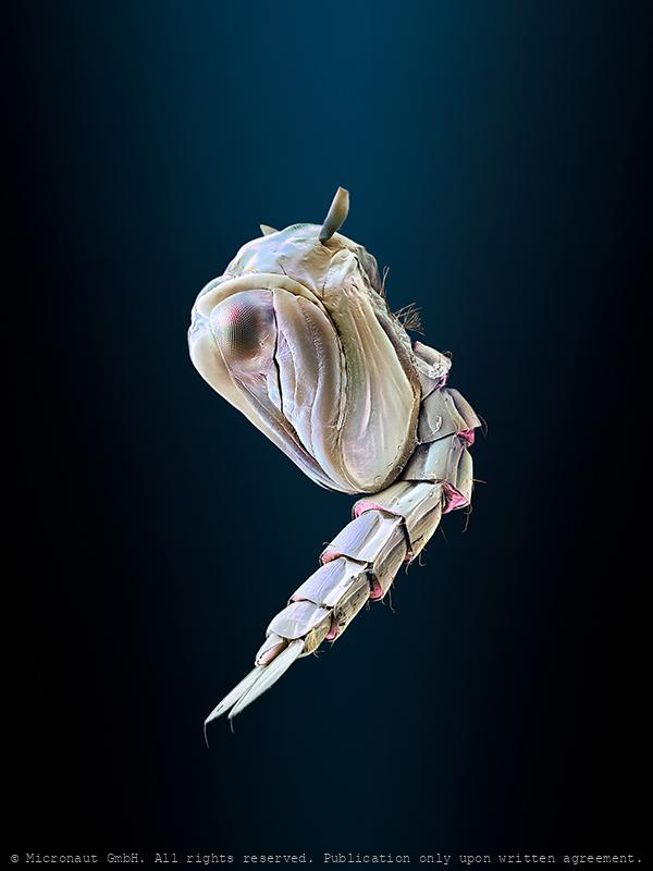 Microcosm I (animals) | Micronaut: The fine art of microscopy by ...