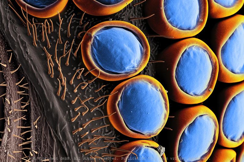 Vision | Micronaut: The fine art of microscopy by science photographer ...