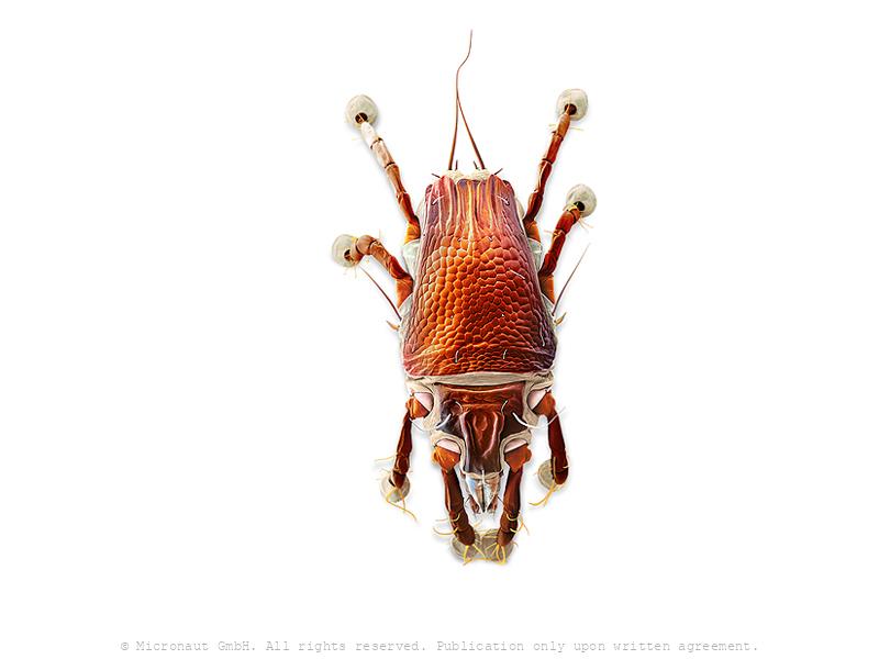 Cursed Knights | Micronaut: The fine art of microscopy by science ...