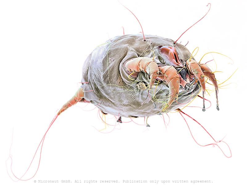 Cursed Knights | Micronaut: The fine art of microscopy by science ...